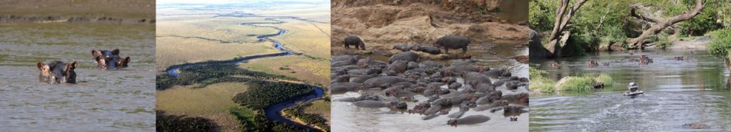 The vanishing: Hippo effects on riverine ecosystem functioning – Howard ...